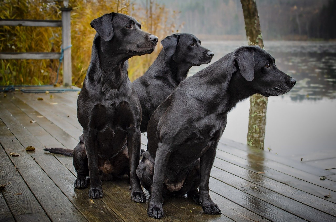 Labradorinnoutaja – Magic Melliers Labradors – Kati Hokkanen